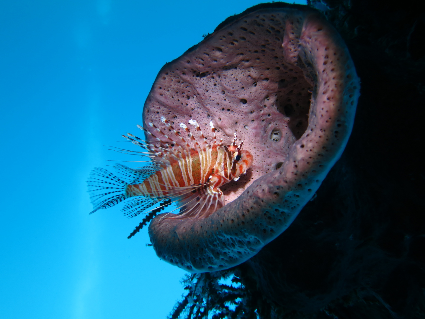 Rotfeuerfisch im Spotlight Foto & Bild | tiere, wildlife, fische Bilder ...