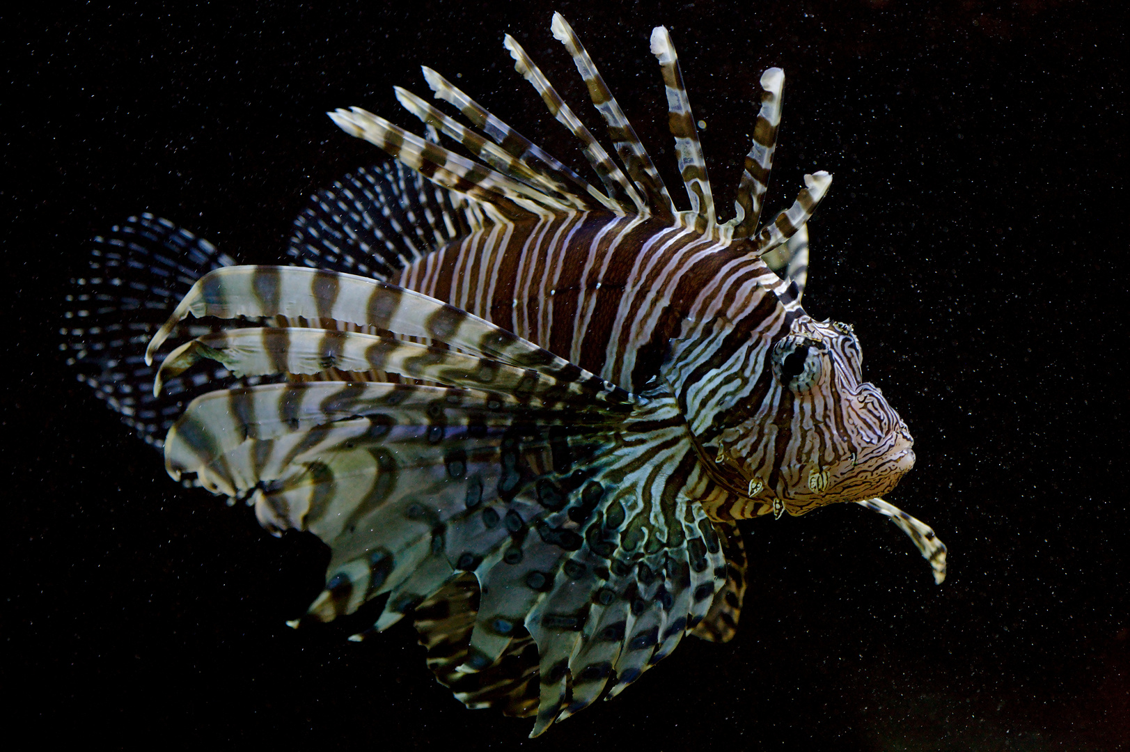 Rotfeuerfisch (Pterois volitans) Foto & Bild | tiere, zoo, wildpark ...