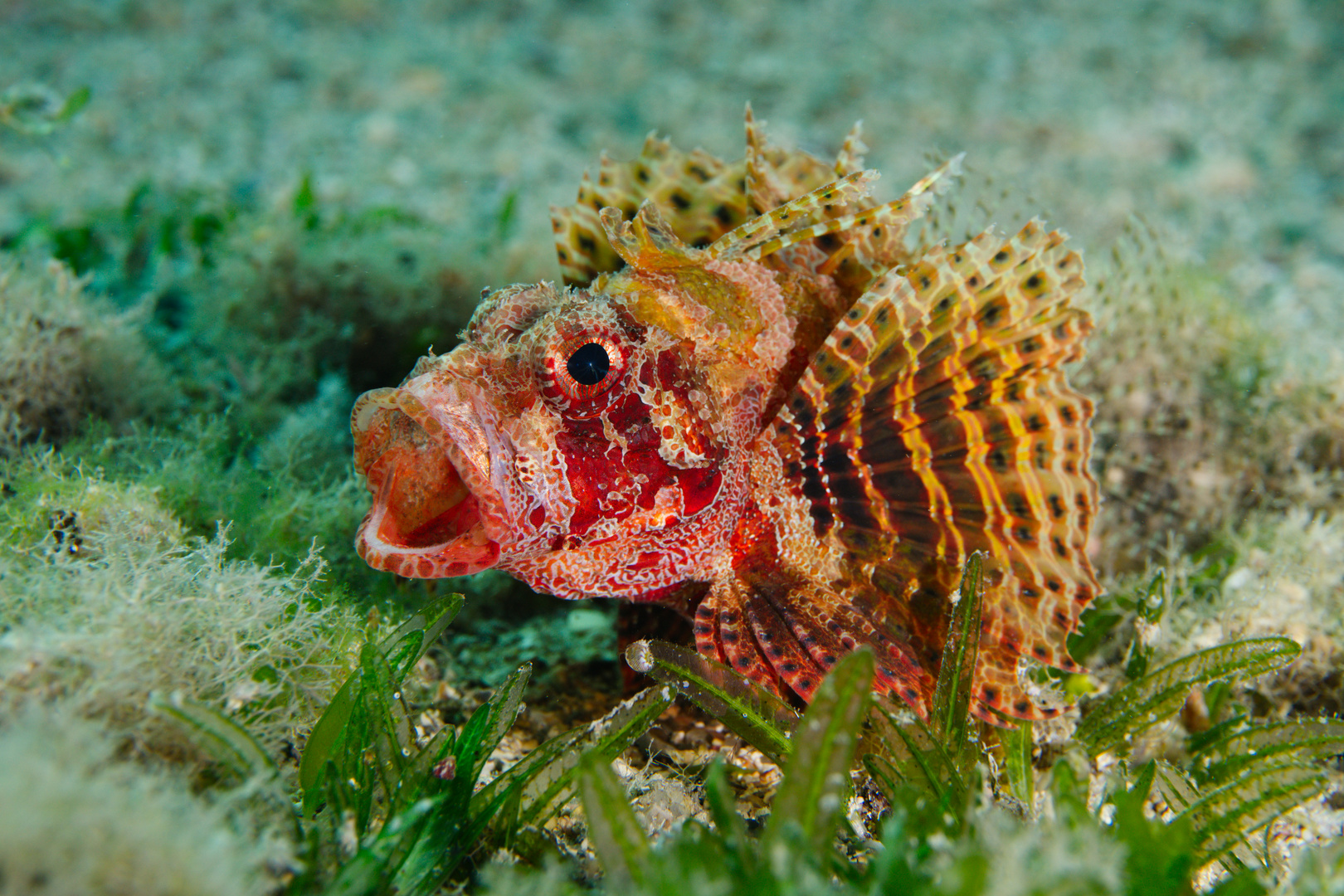 Rotfeuerfisch (Pterois volitans) in einer Seegraswiese Foto & Bild ...