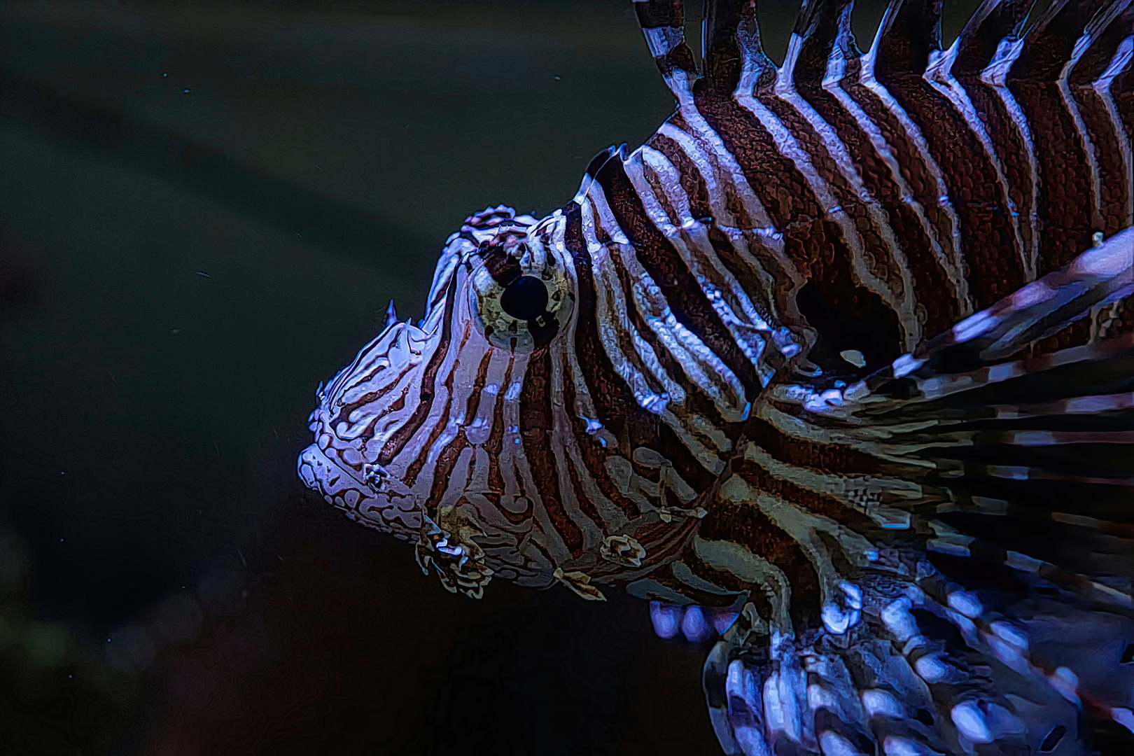 Rotfeuerfisch3 Foto & Bild | tiere, wildlife, fische Bilder auf ...