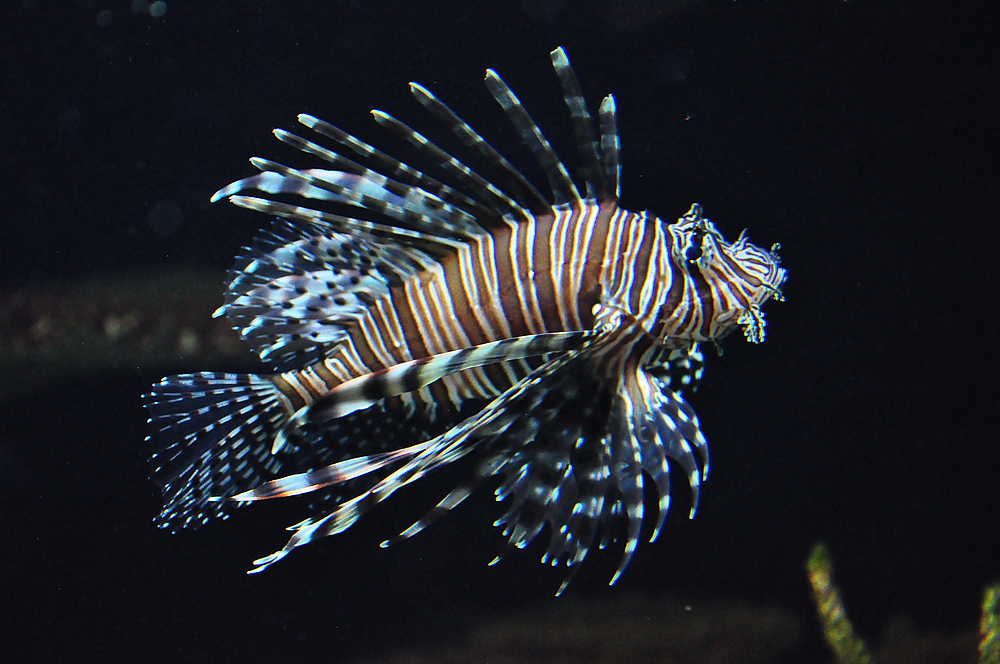 Rotfeuerfische........ Foto & Bild | tiere, haustiere, aquaristik ...