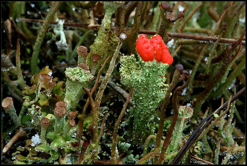 Rotfrüchtige Becherflechte... Foto & Bild | pflanzen, pilze & flechten, pilze & flechten ...