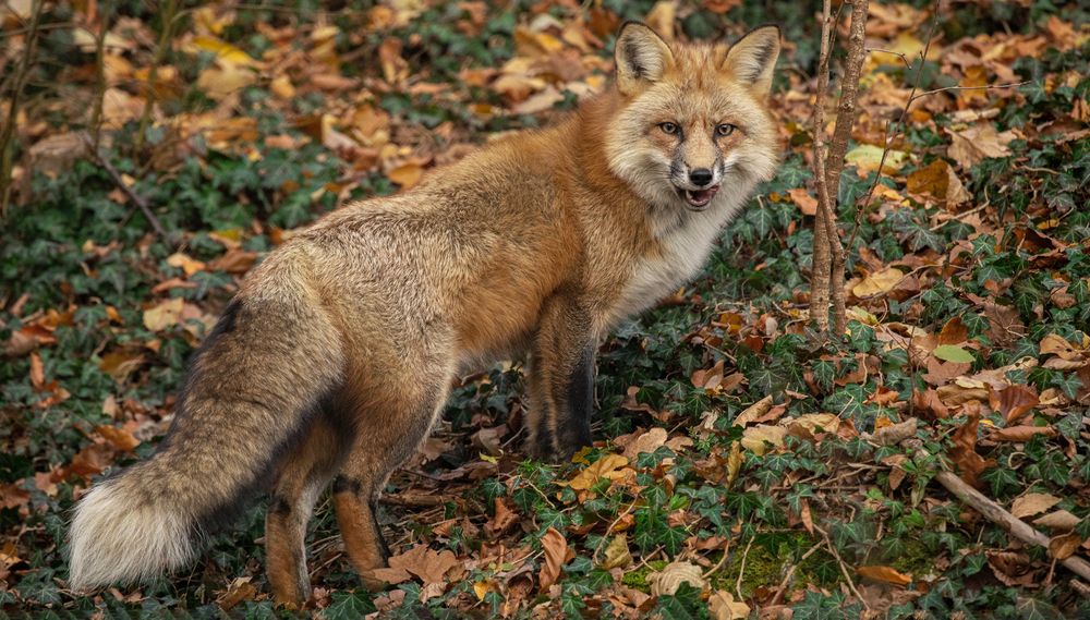 Rotfuchs 001 Foto & Bild | deutschland, europe, nordrhein- westfalen ...