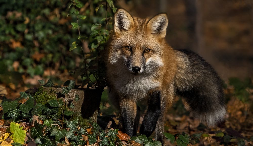 Rotfuchs 001 Foto & Bild | deutschland, europe, nordrhein- westfalen ...