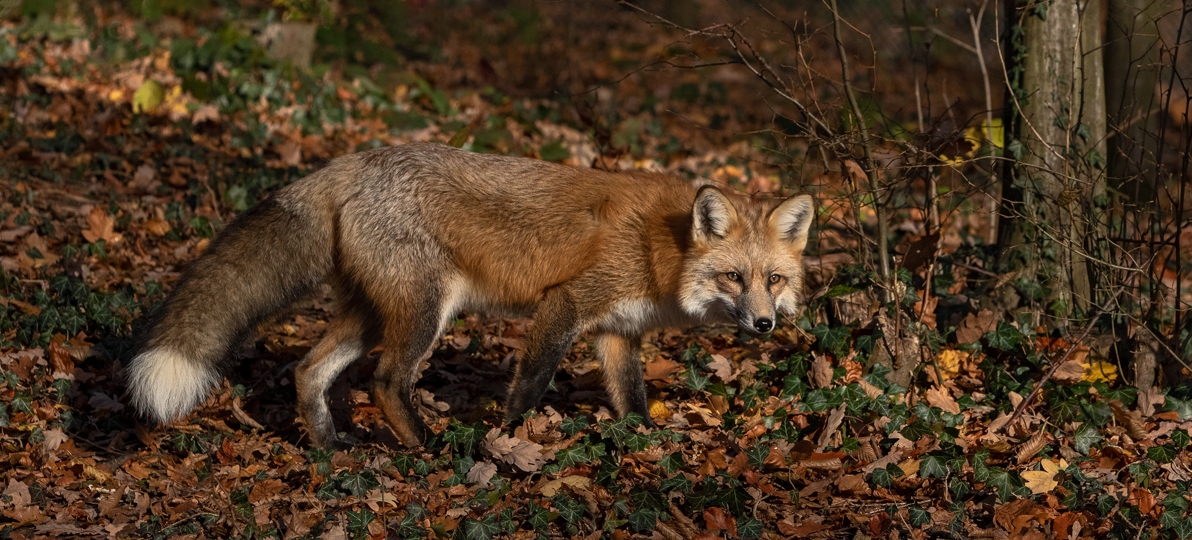 Rotfuchs 006 Foto & Bild | tiere, zoo, wildpark & falknerei, säugetiere ...