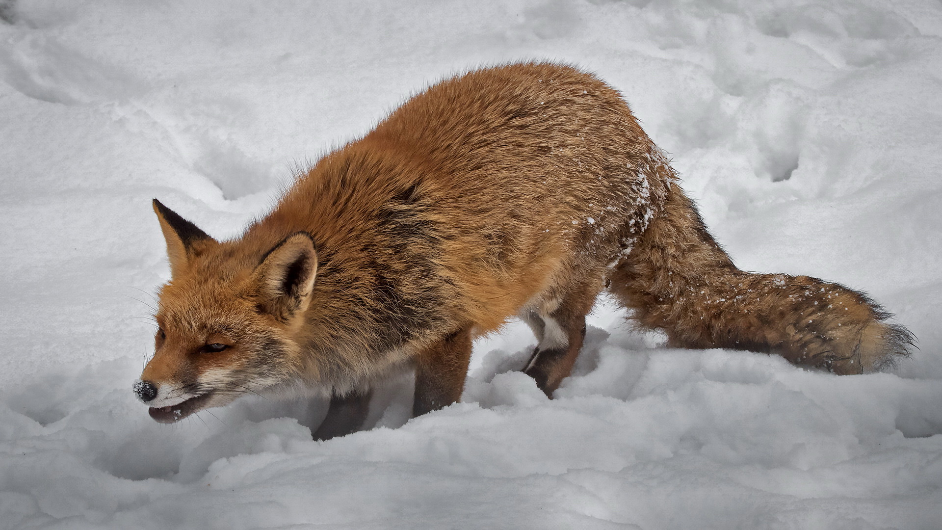 Rotfuchs Foto & Bild | winter, schnee, licht Bilder auf fotocommunity