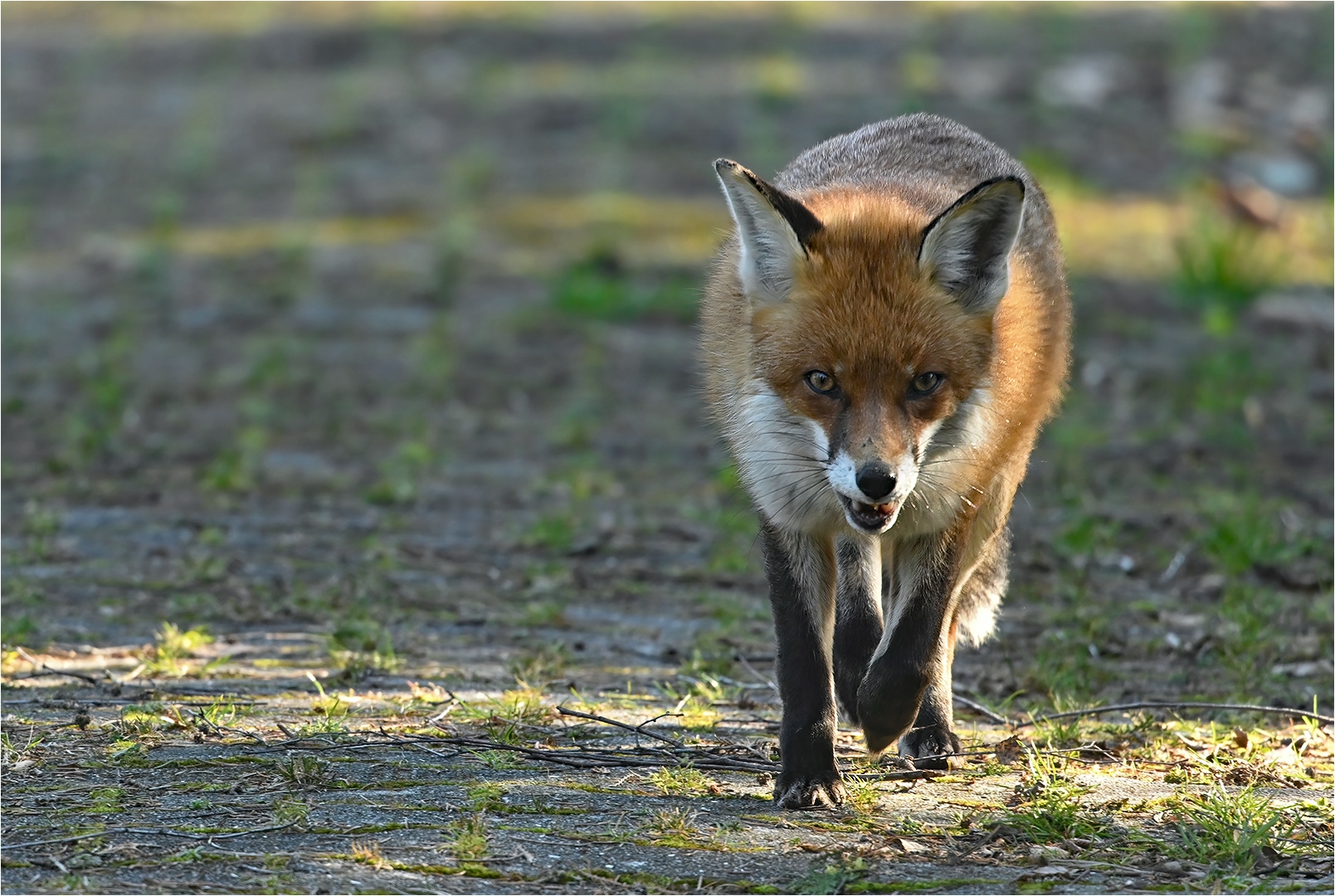 Rotfuchs Foto & Bild | tiere, wildlife, säugetiere Bilder auf fotocommunity