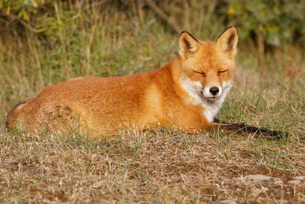 Rotfuchs 0291 Foto & Bild | säugetiere, natur, tiere Bilder auf ...