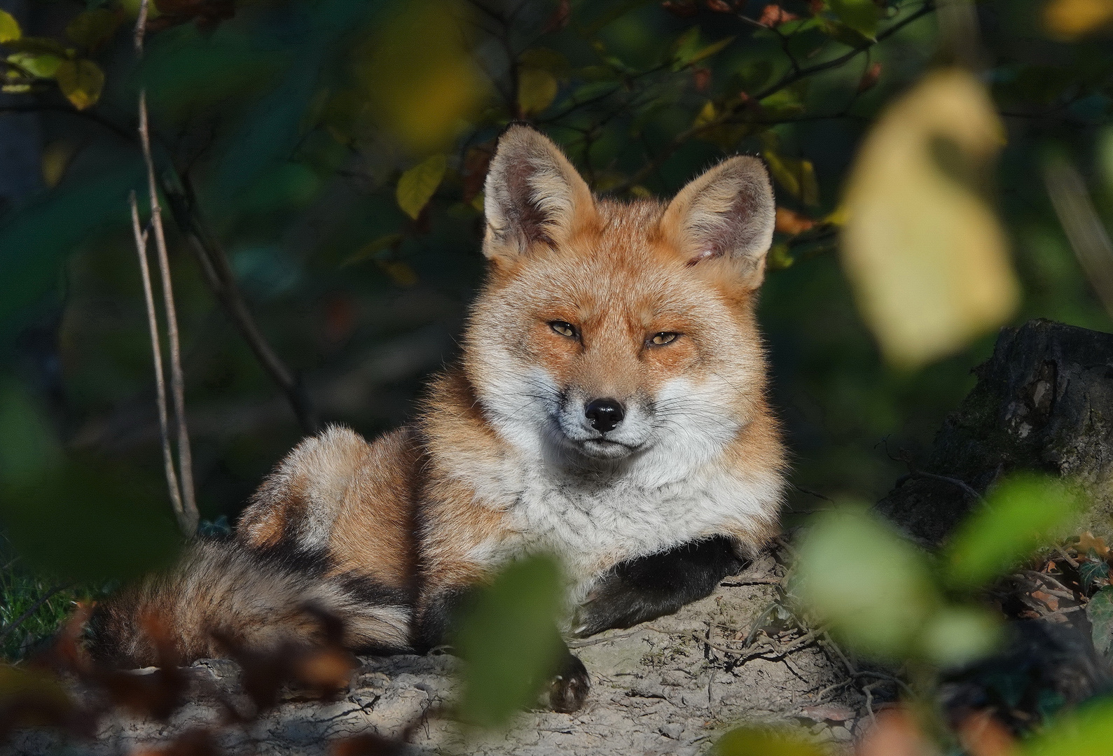 Rotfuchs... Foto & Bild | natur, rotfuchs Bilder auf fotocommunity