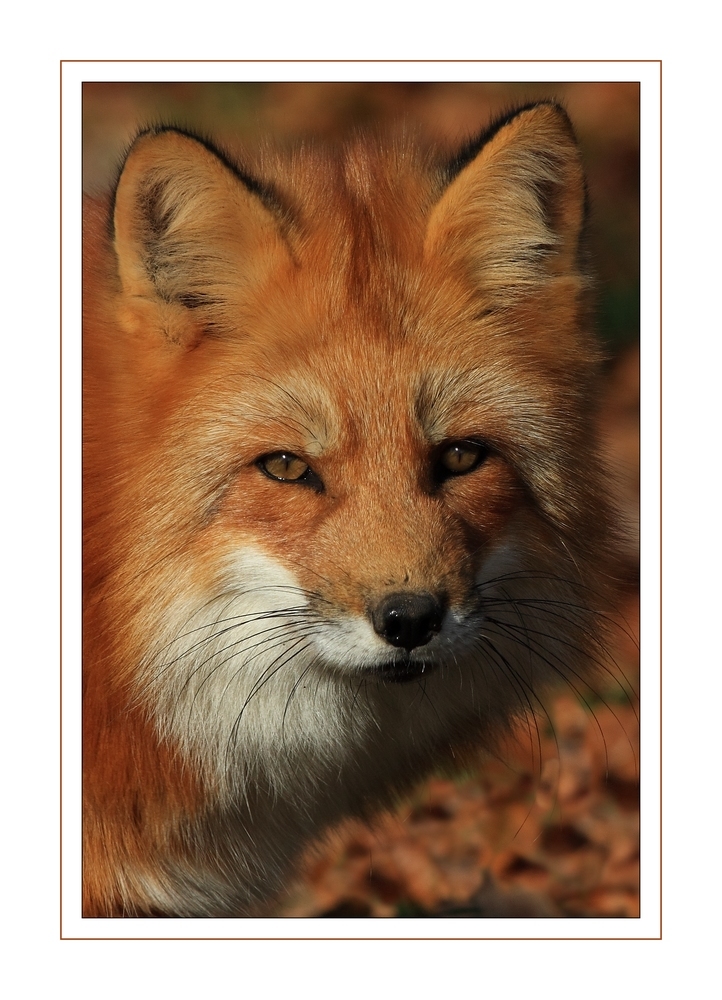 Rotfuchs Foto & Bild | tiere, zoo, wildpark & falknerei, säugetiere ...