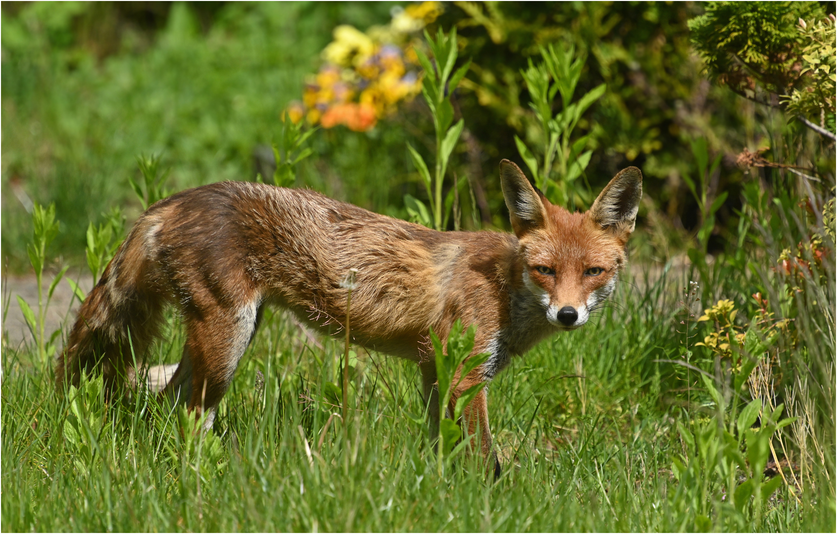 Rotfuchs Foto & Bild | nature, natur, tiere Bilder auf fotocommunity