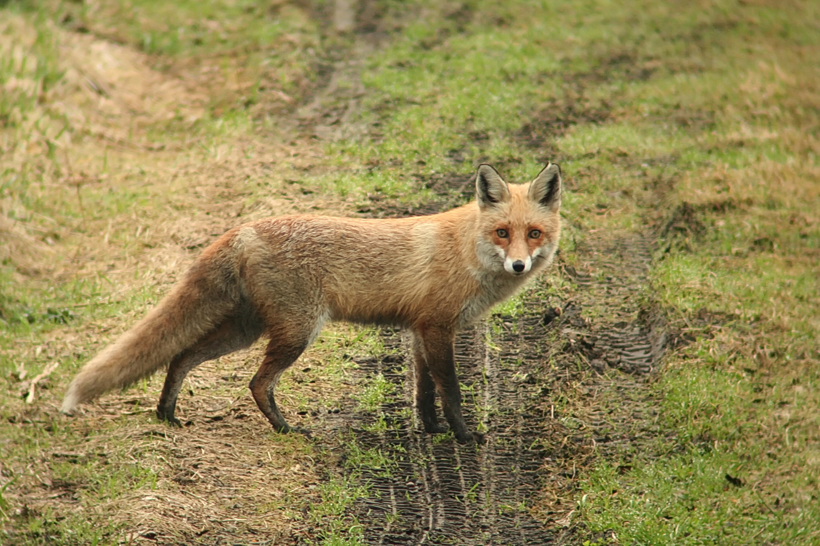 Rotfuchs Foto & Bild | tiere, wildlife, säugetiere Bilder auf fotocommunity