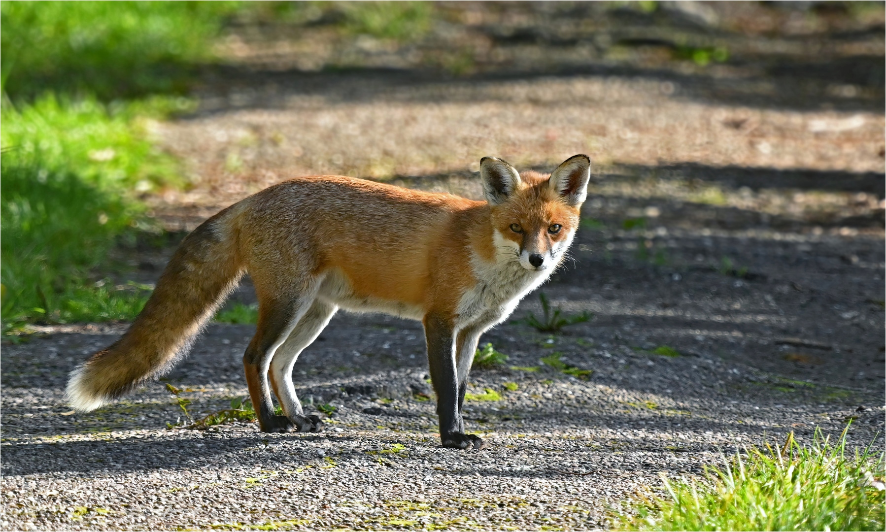 Rotfuchs Foto & Bild | tiere, wildlife, säugetiere Bilder auf fotocommunity