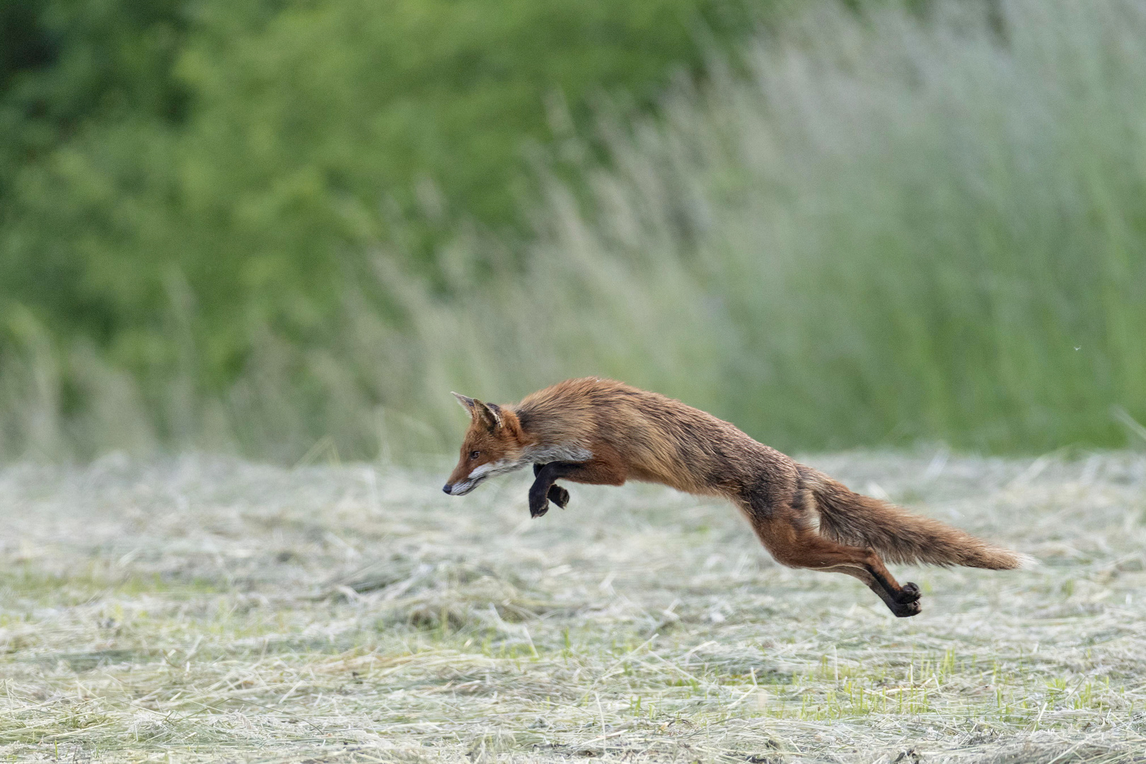 Rotfuchs Foto & Bild | natur, tiere, wildlife Bilder auf fotocommunity