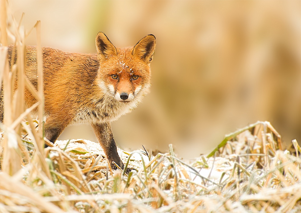 Rotfuchs Foto & Bild | natur, tiere, wildlife Bilder auf fotocommunity