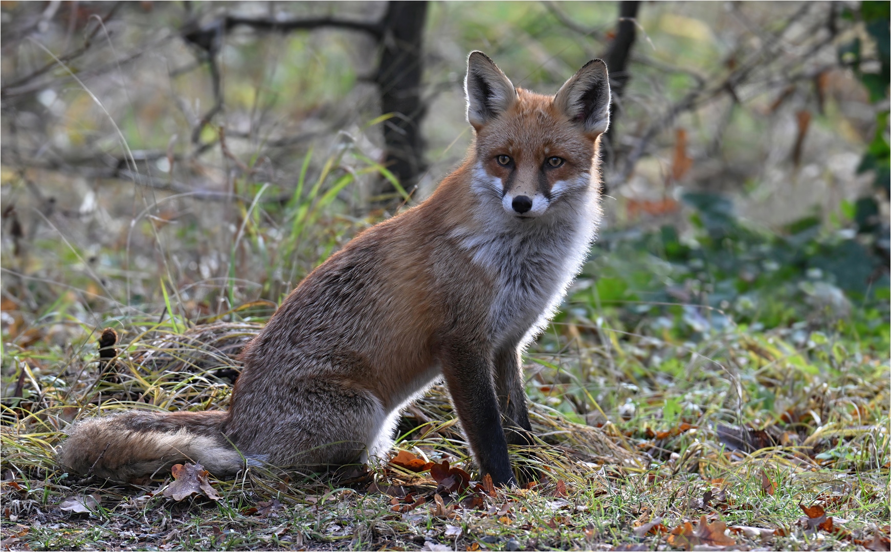 Rotfuchs Foto & Bild | tiere, wildlife, säugetiere Bilder auf fotocommunity