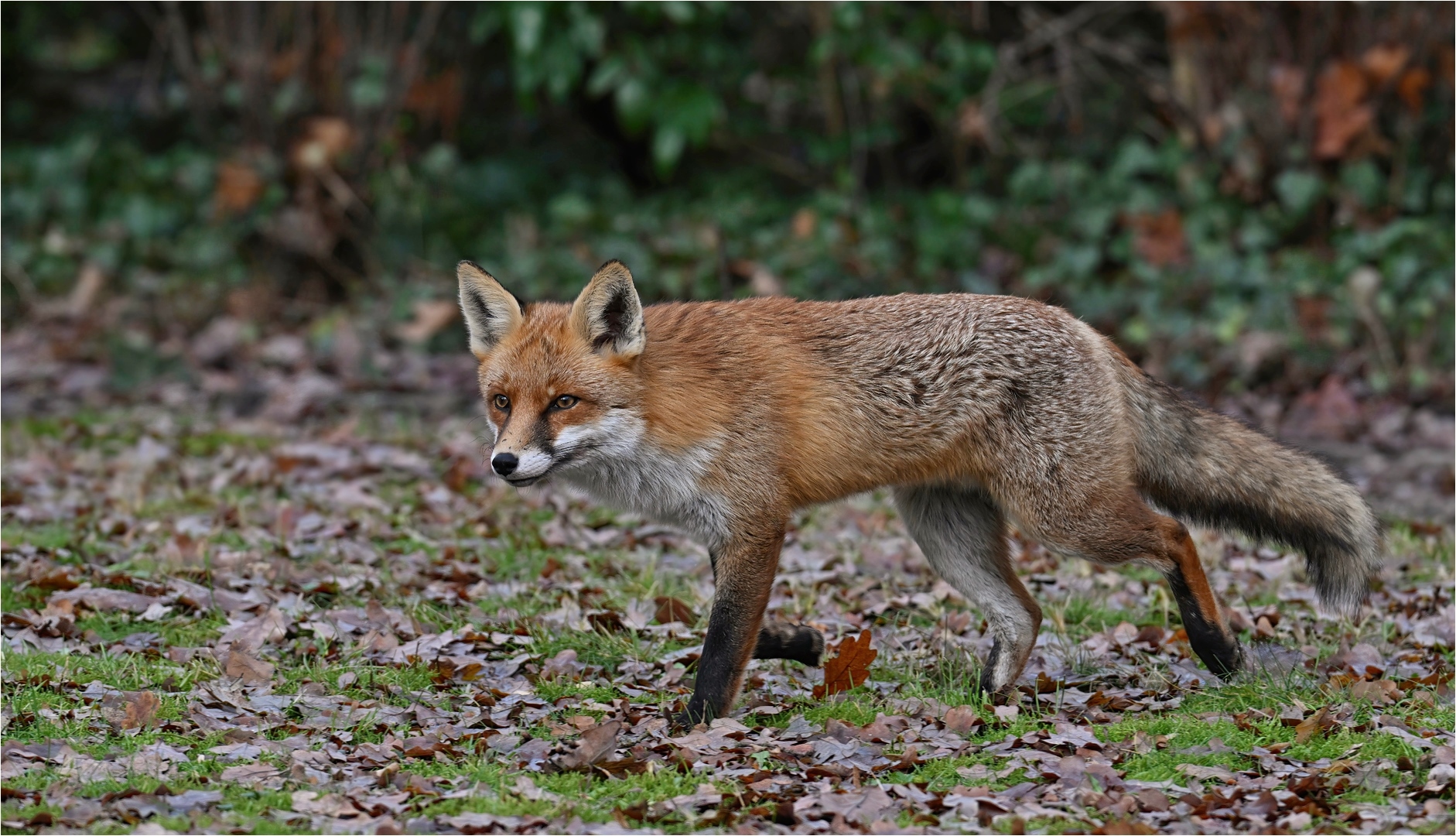 Rotfuchs Foto & Bild | tiere, wildlife, säugetiere Bilder auf fotocommunity