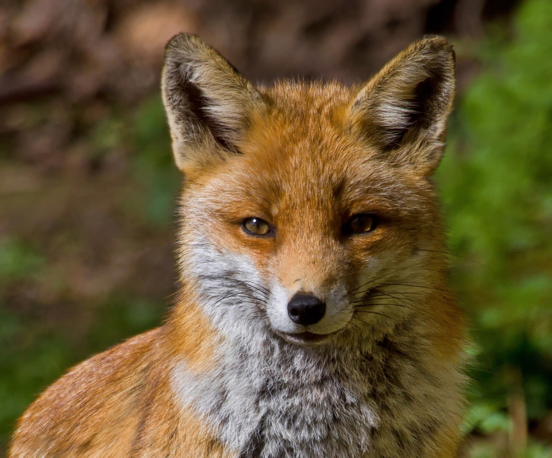 Rotfuchs Foto & Bild | tiere, zoo, wildpark & falknerei, säugetiere ...