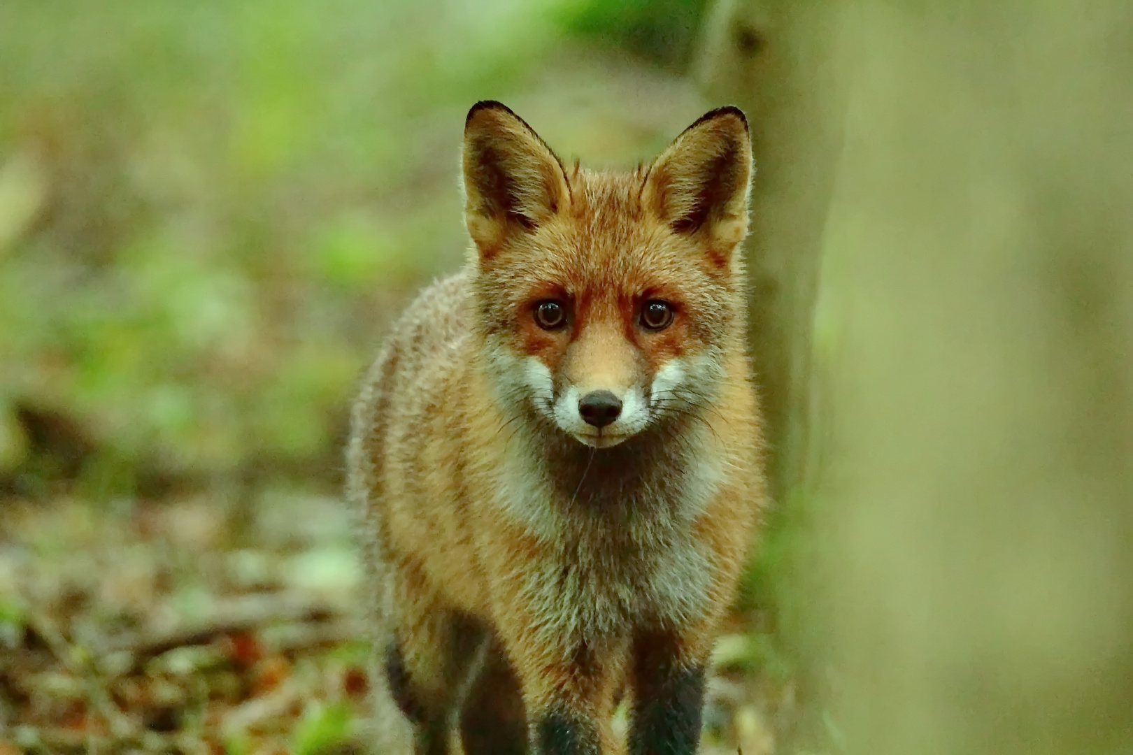 Rotfuchs Foto & Bild | tiere, wildlife, säugetiere Bilder auf fotocommunity