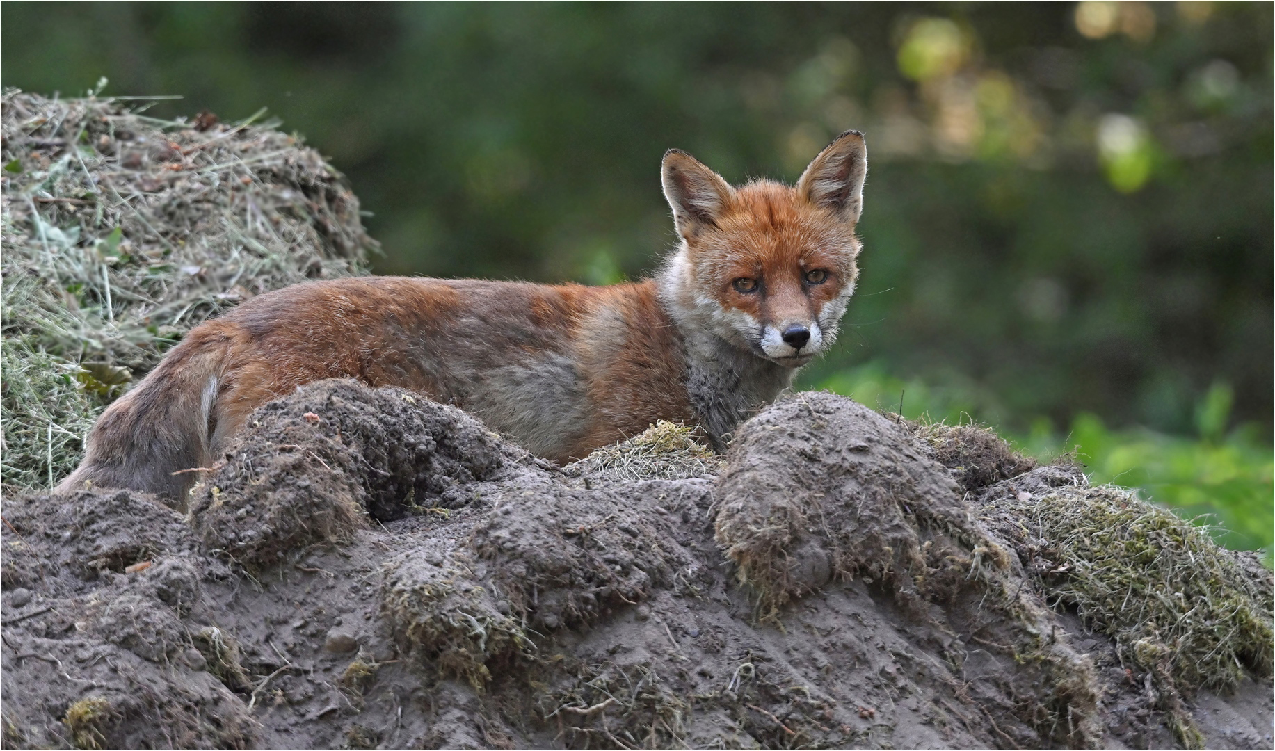 Rotfuchs Foto & Bild | tiere, wildlife, säugetiere Bilder auf fotocommunity