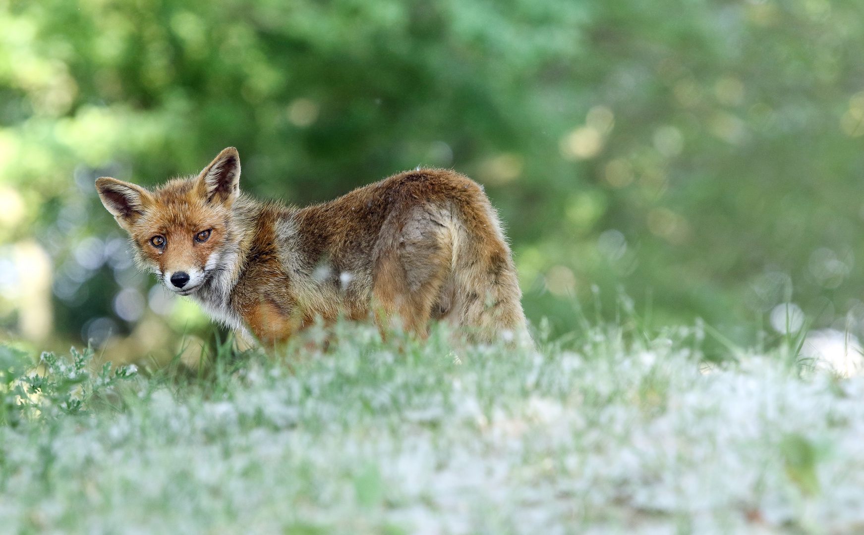 Rotfuchs Foto & Bild | tiere, wildlife, säugetiere Bilder auf fotocommunity