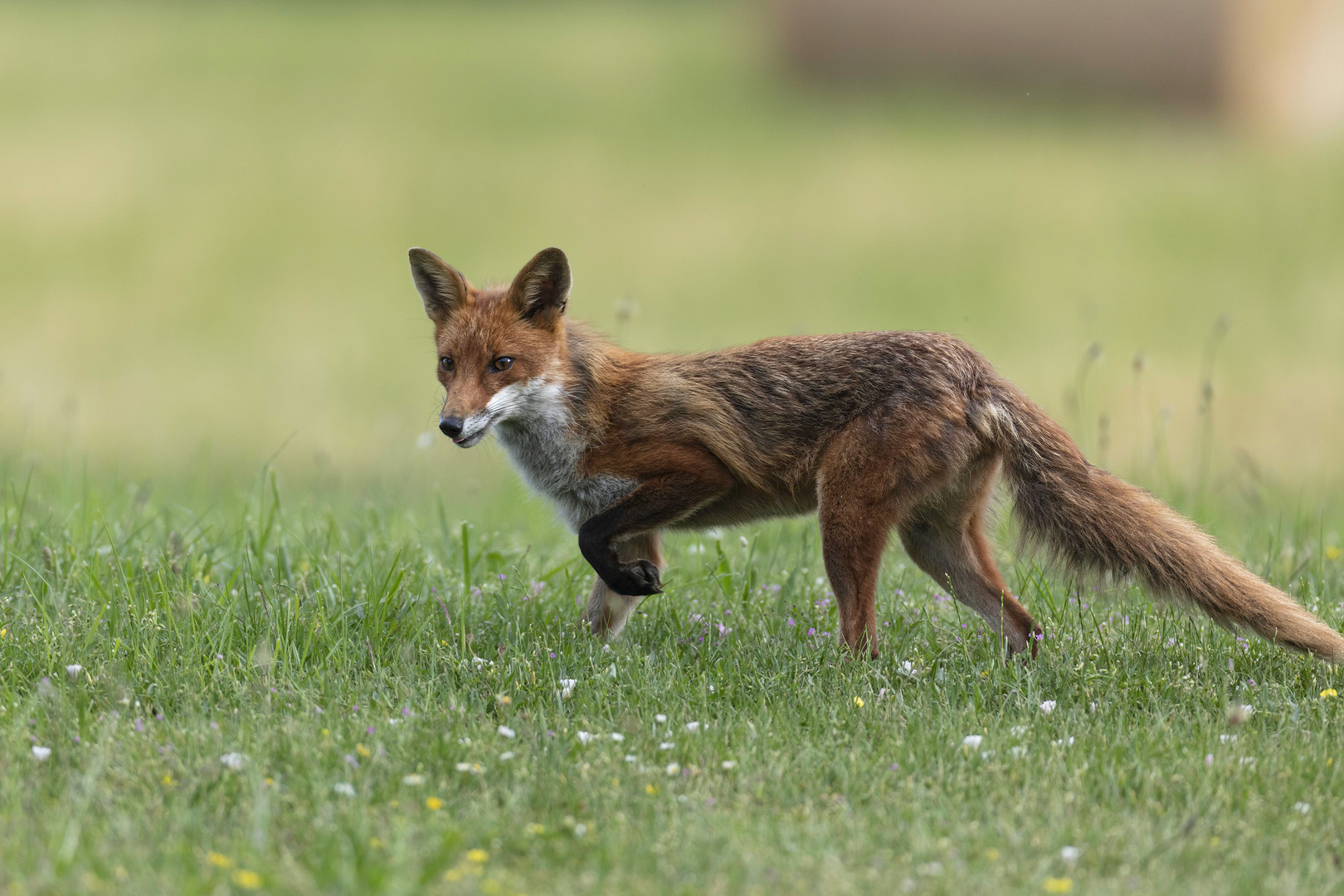 Rotfuchs Foto & Bild | natur, tiere, wildlife Bilder auf fotocommunity