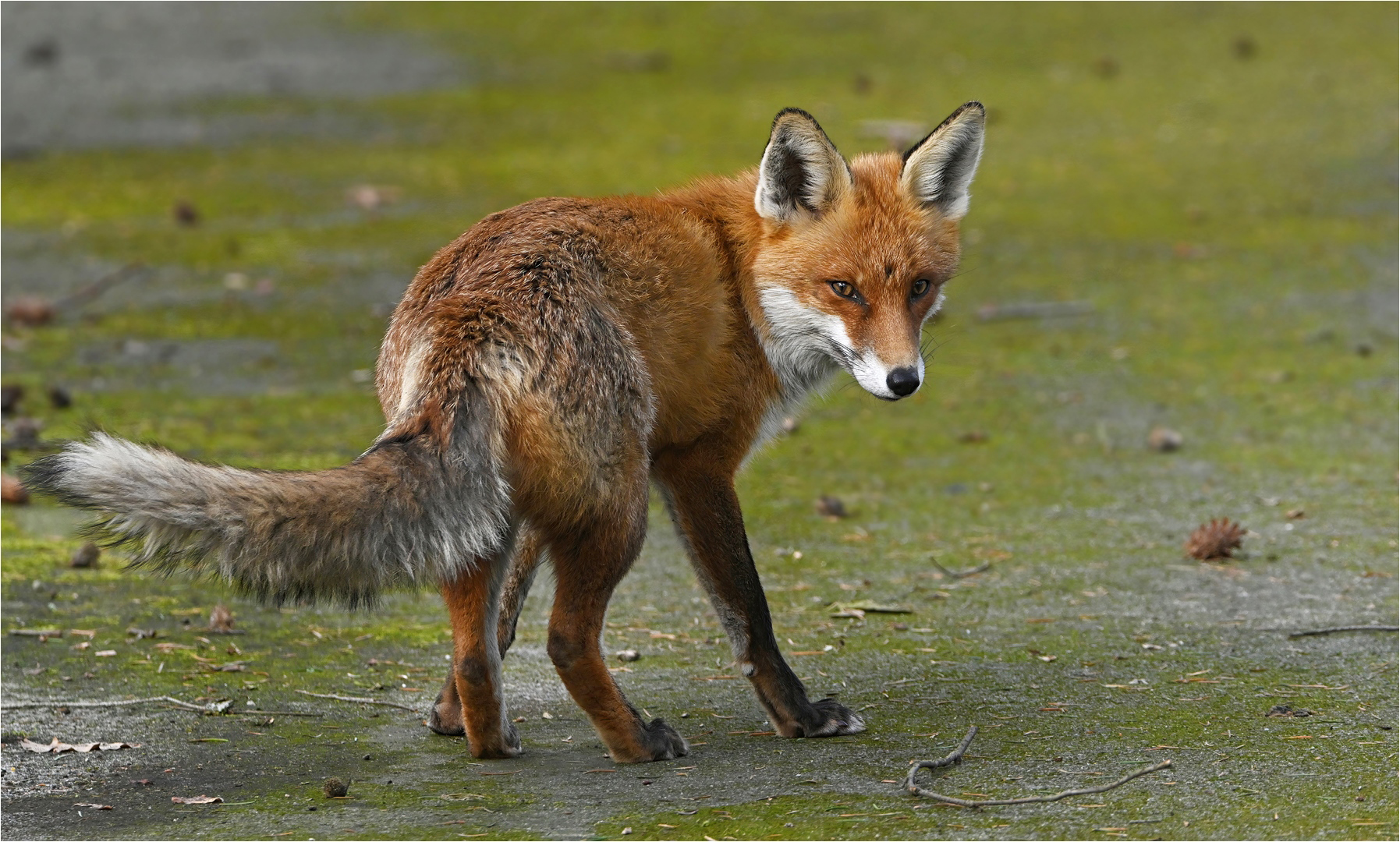 Rotfuchs Foto & Bild | tiere, wildlife, säugetiere Bilder auf fotocommunity
