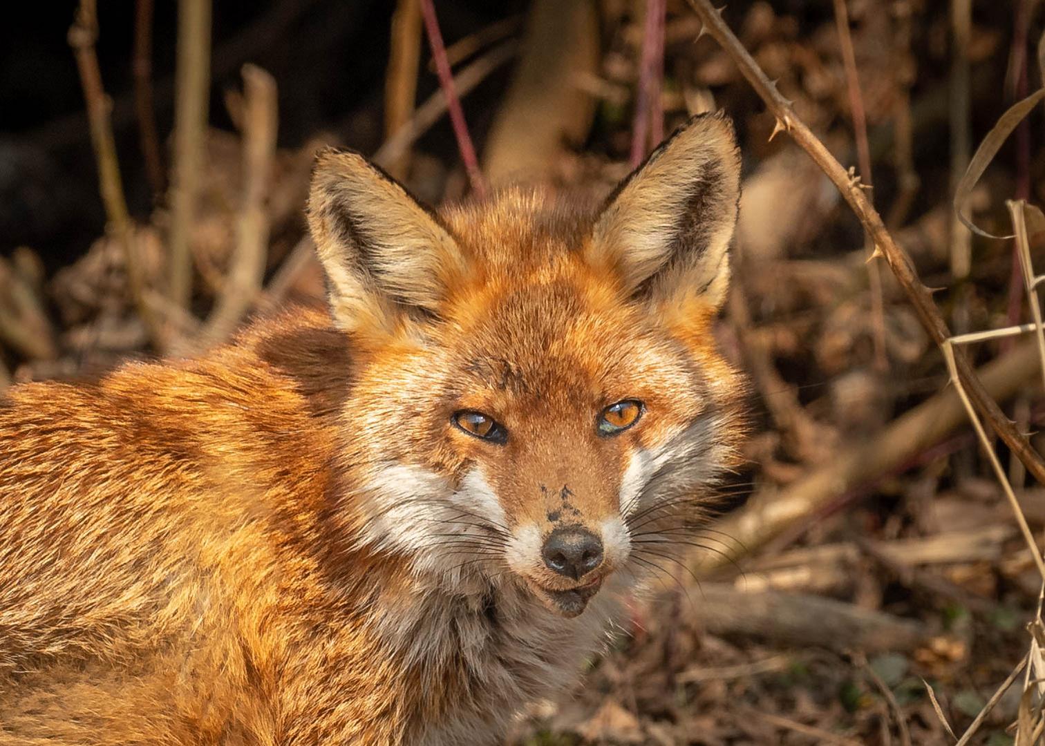 Rotfuchs Foto & Bild | tiere, wildlife, wildlife: sonstige tiere Bilder ...