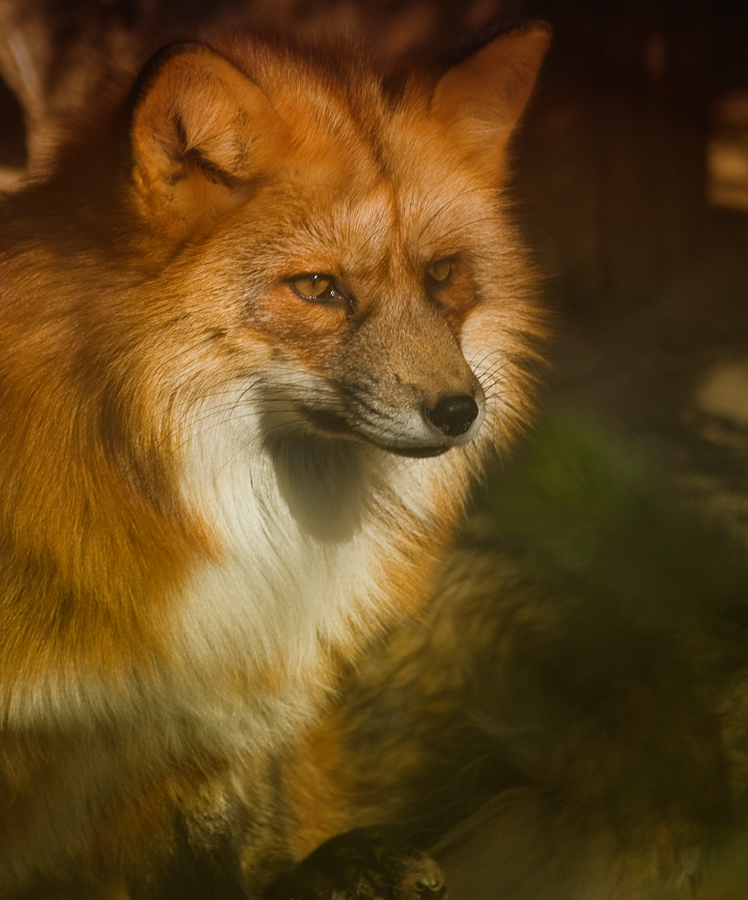 Rotfuchs Foto & Bild | tiere, wildlife, wildlife: sonstige tiere Bilder ...