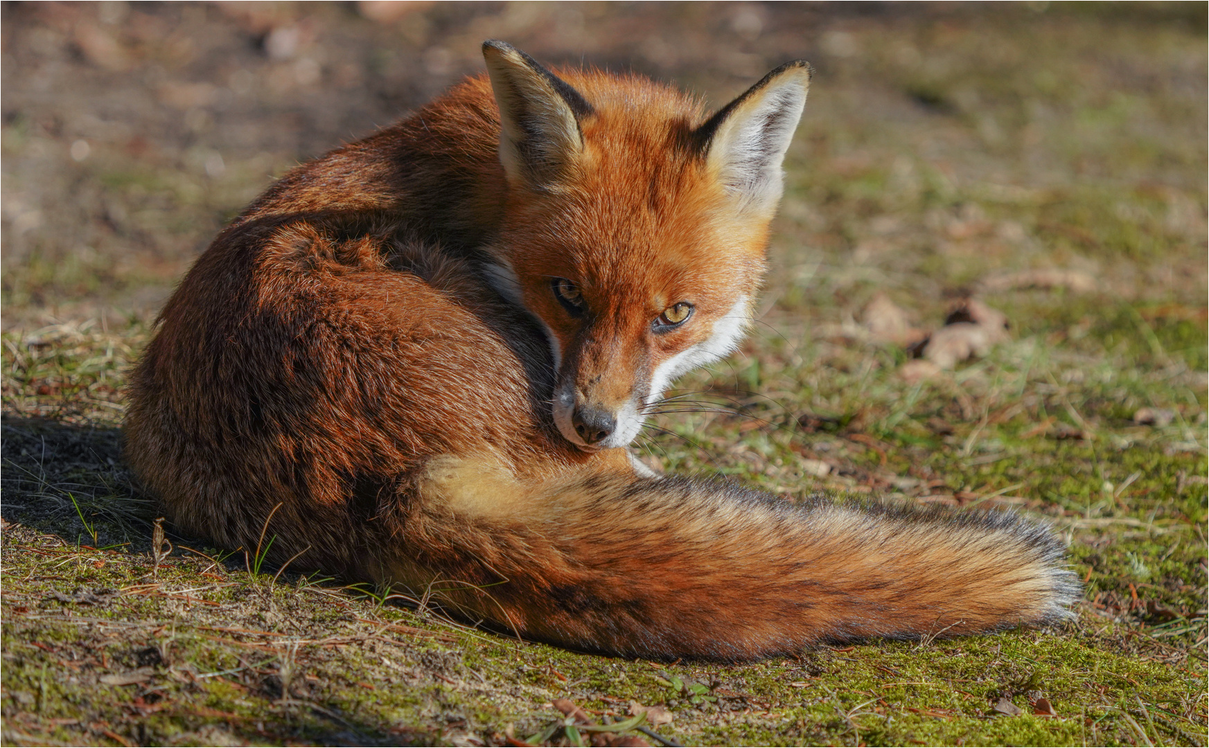 Rotfuchs Foto & Bild | natur, tiere, wildlife Bilder auf fotocommunity