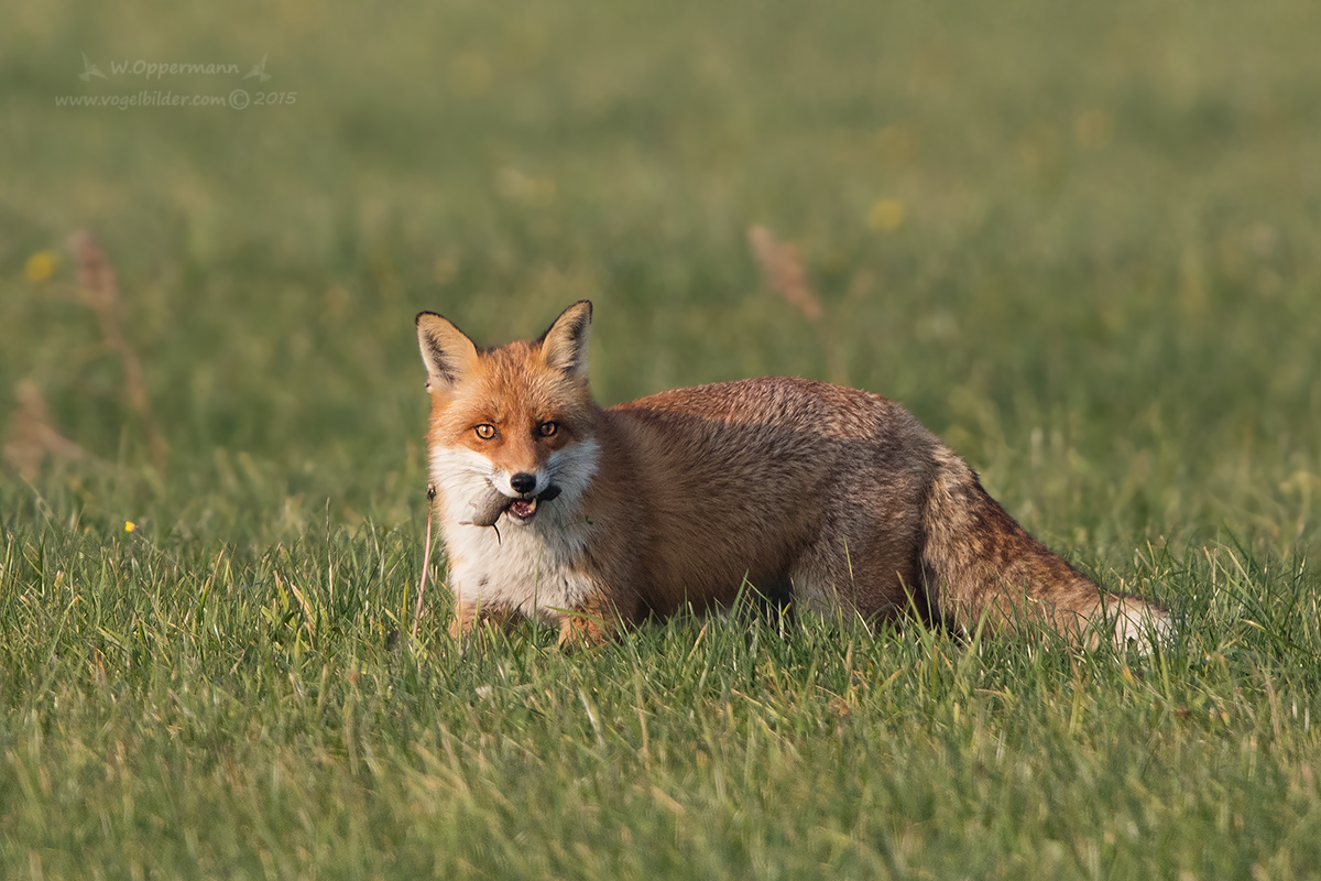 Rotfuchs Foto & Bild | tiere, wildlife, säugetiere Bilder auf fotocommunity