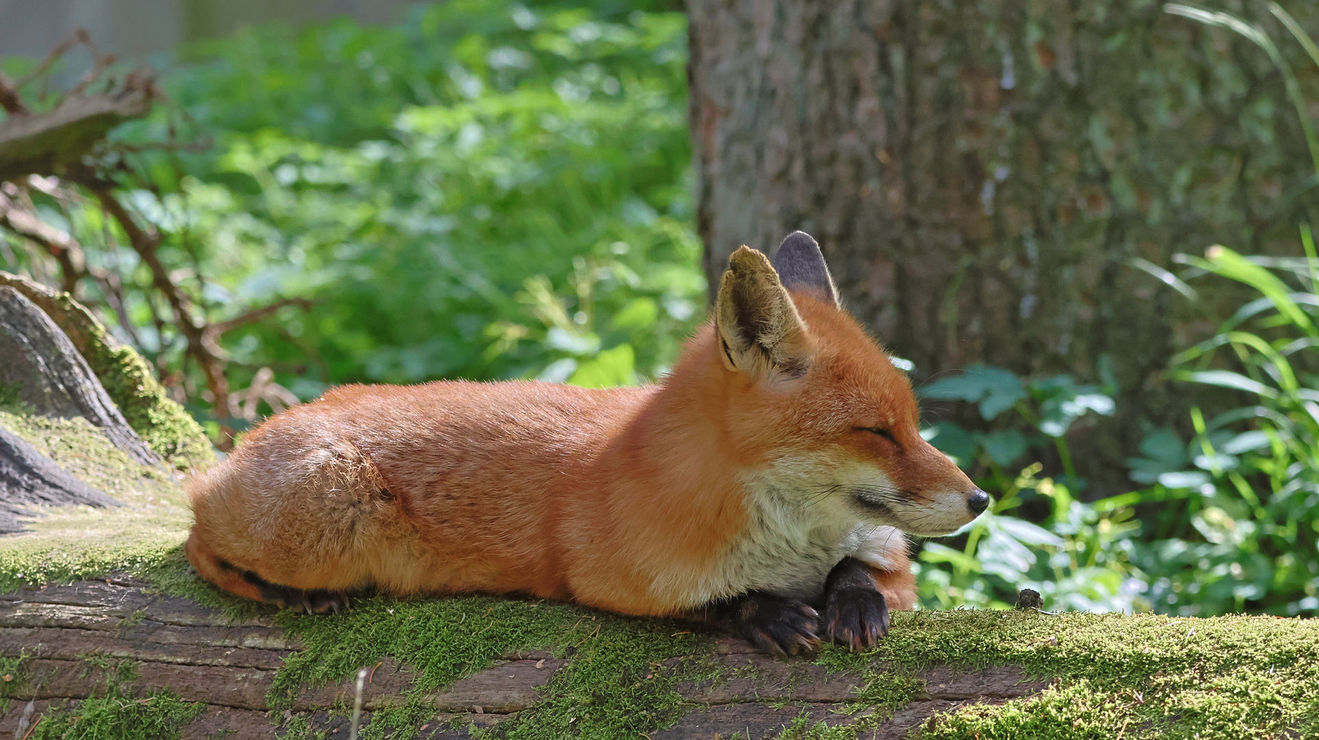 Rotfuchs Foto & Bild | tiere, wildlife, natur Bilder auf fotocommunity