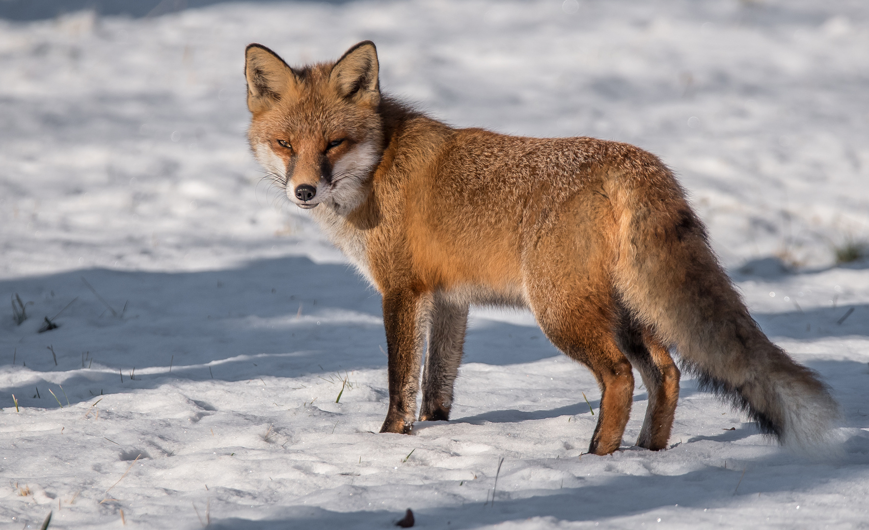 Rotfuchs Foto & Bild | tiere, wildlife, säugetiere Bilder auf fotocommunity