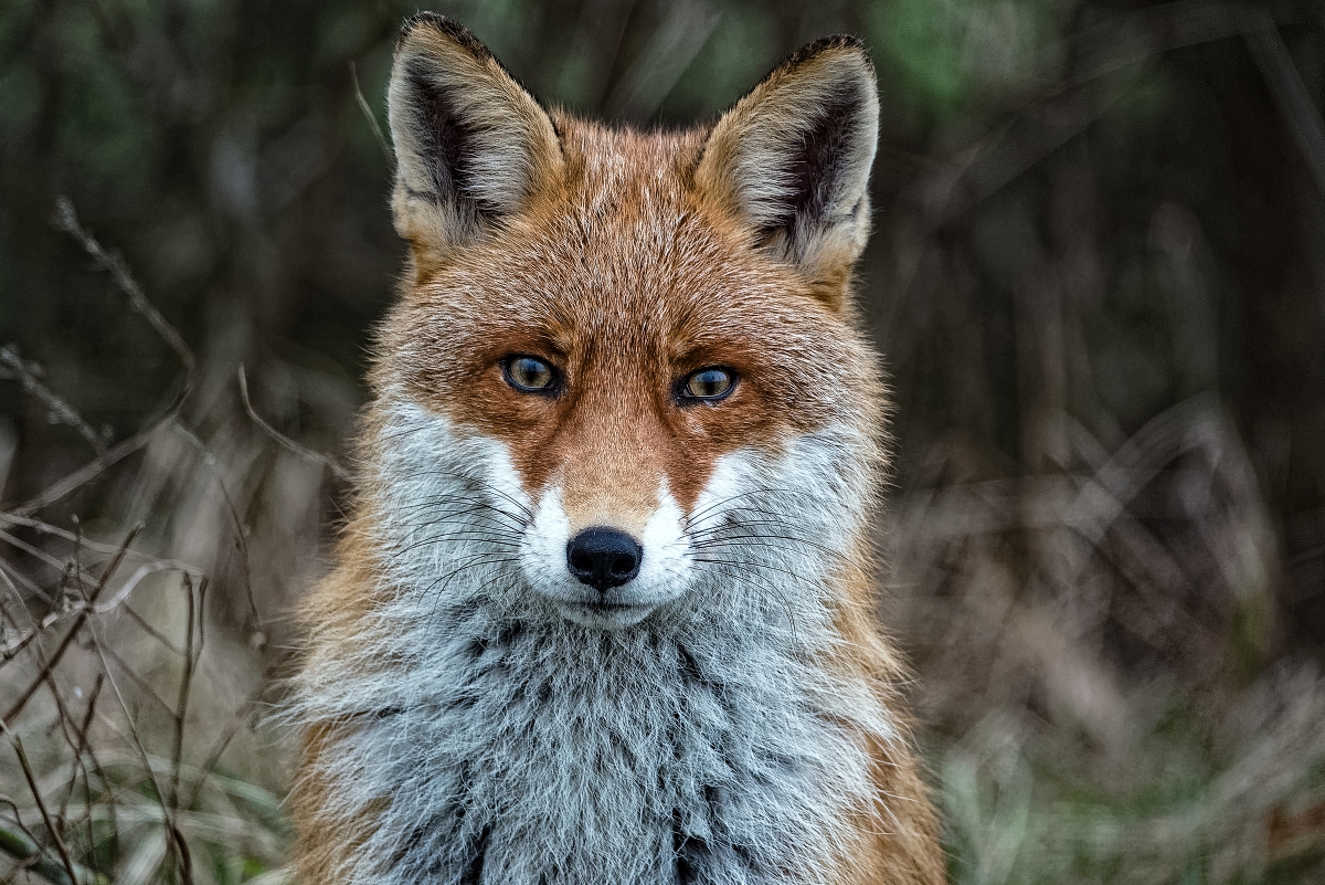 Rotfuchs Foto & Bild | tiere, wildlife, natur Bilder auf fotocommunity