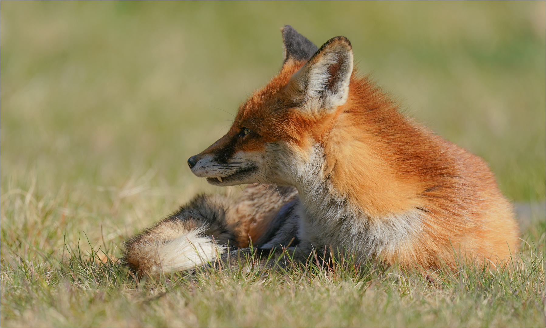 Rotfuchs Foto & Bild | natur, tier, tiere Bilder auf fotocommunity