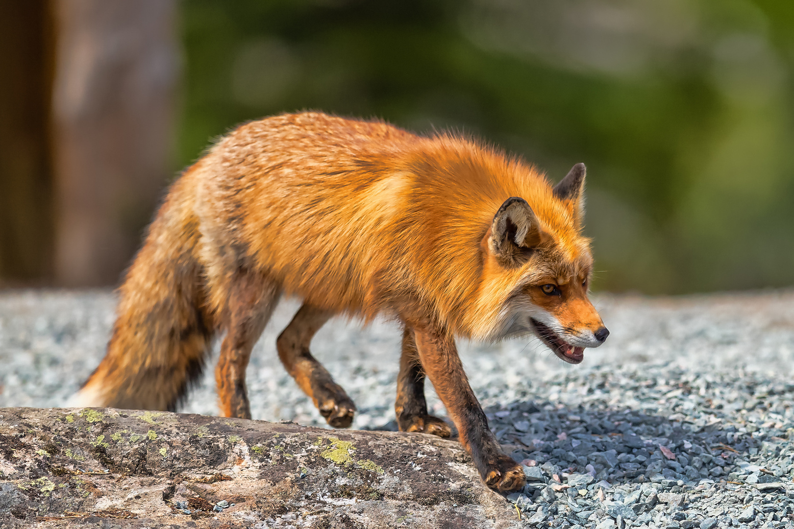 Rotfuchs Foto & Bild | tiere, zoo, wildpark & falknerei, natur Bilder ...