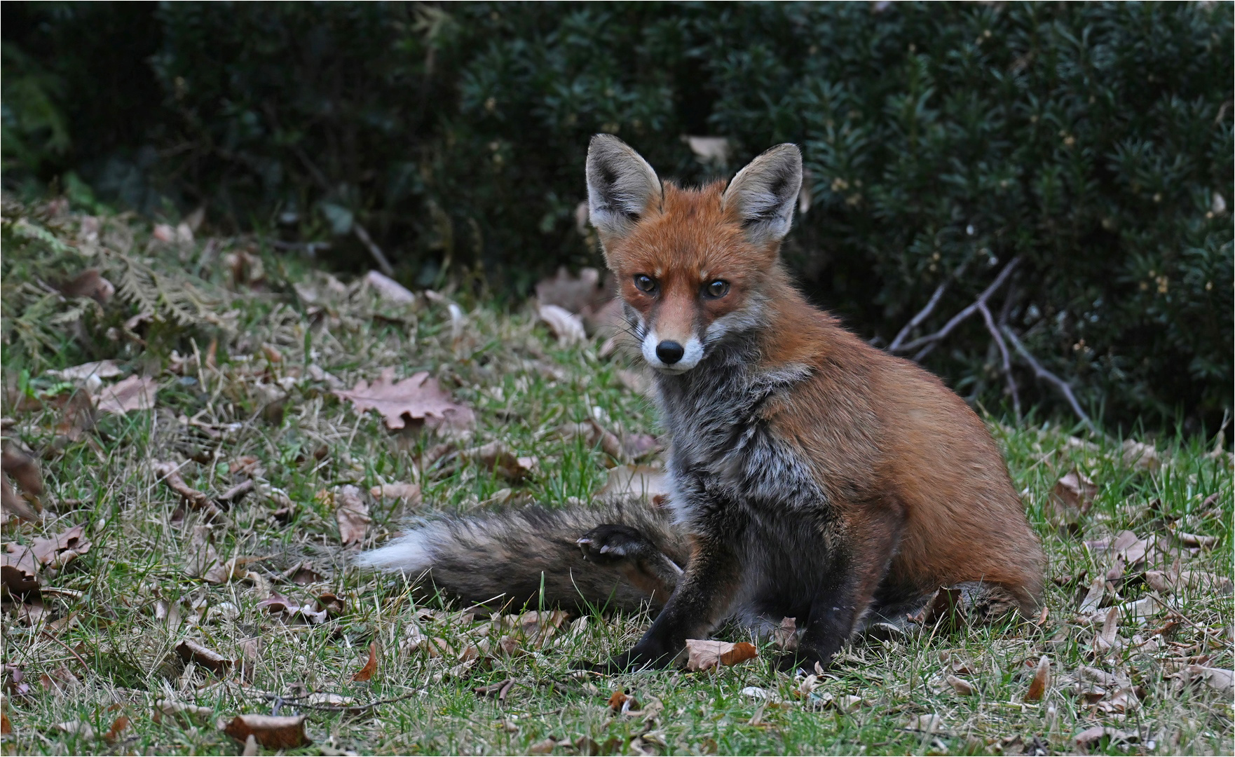 Rotfuchs Foto & Bild | tiere, wildlife, säugetiere Bilder auf fotocommunity