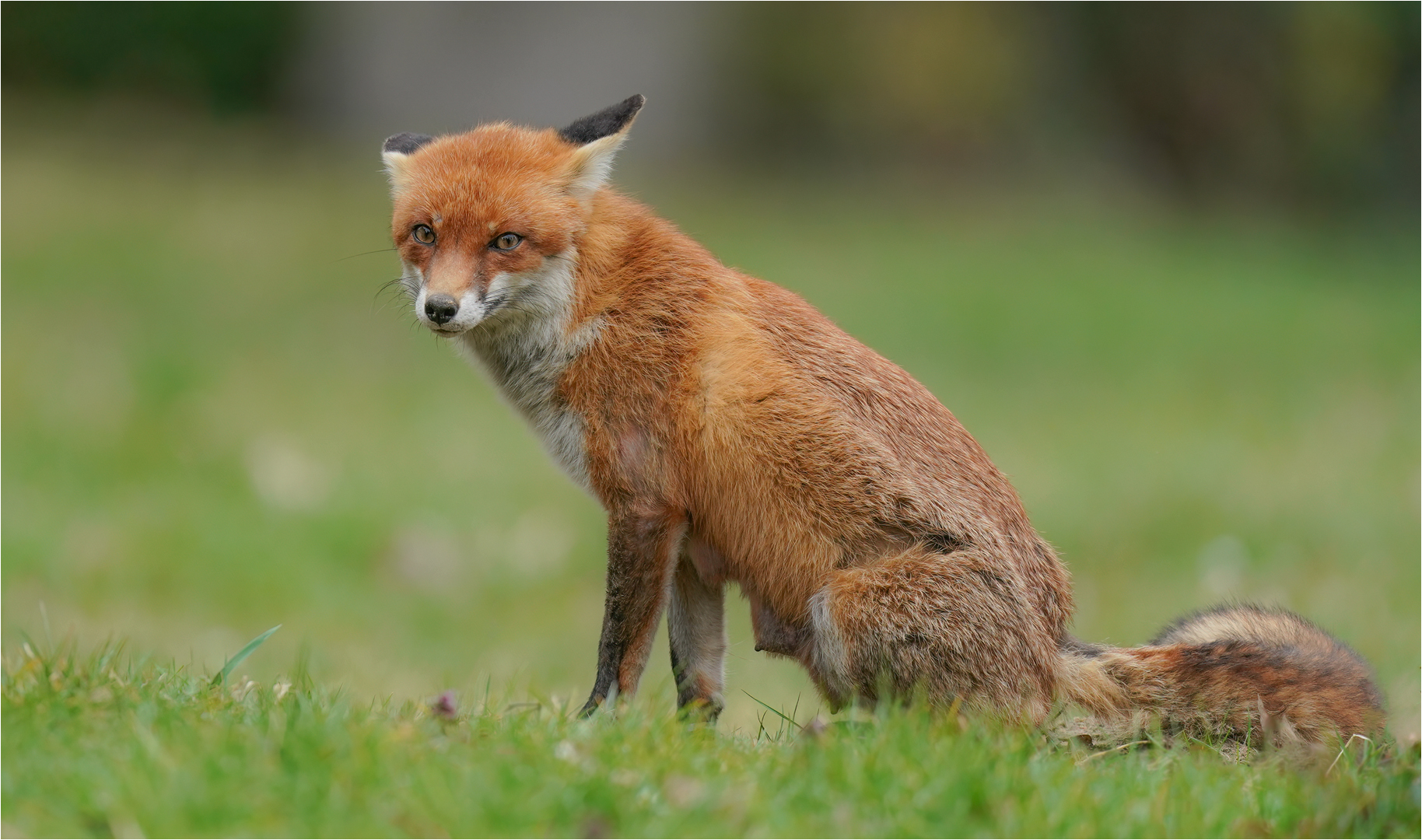 Rotfuchs Foto & Bild | natur, tiere, wildlife Bilder auf fotocommunity