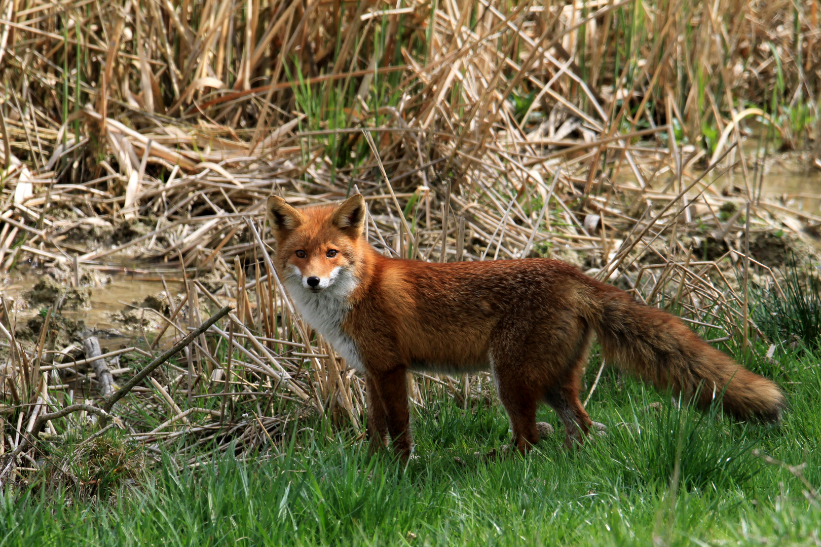 Rotfuchs Foto & Bild | tiere, wildlife, säugetiere Bilder auf fotocommunity