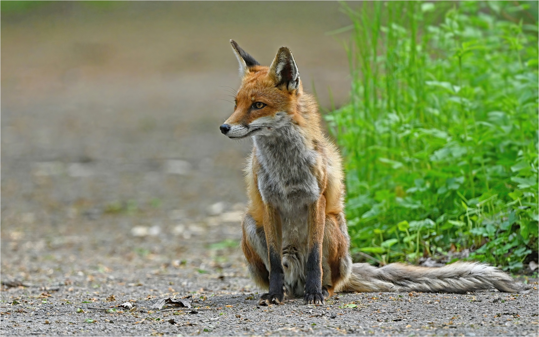 Rotfuchs Foto & Bild | tiere, wildlife, säugetiere Bilder auf fotocommunity