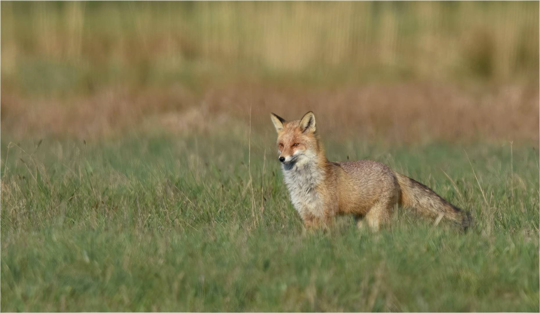 Rotfuchs Foto & Bild | tiere, wildlife, säugetiere Bilder auf fotocommunity