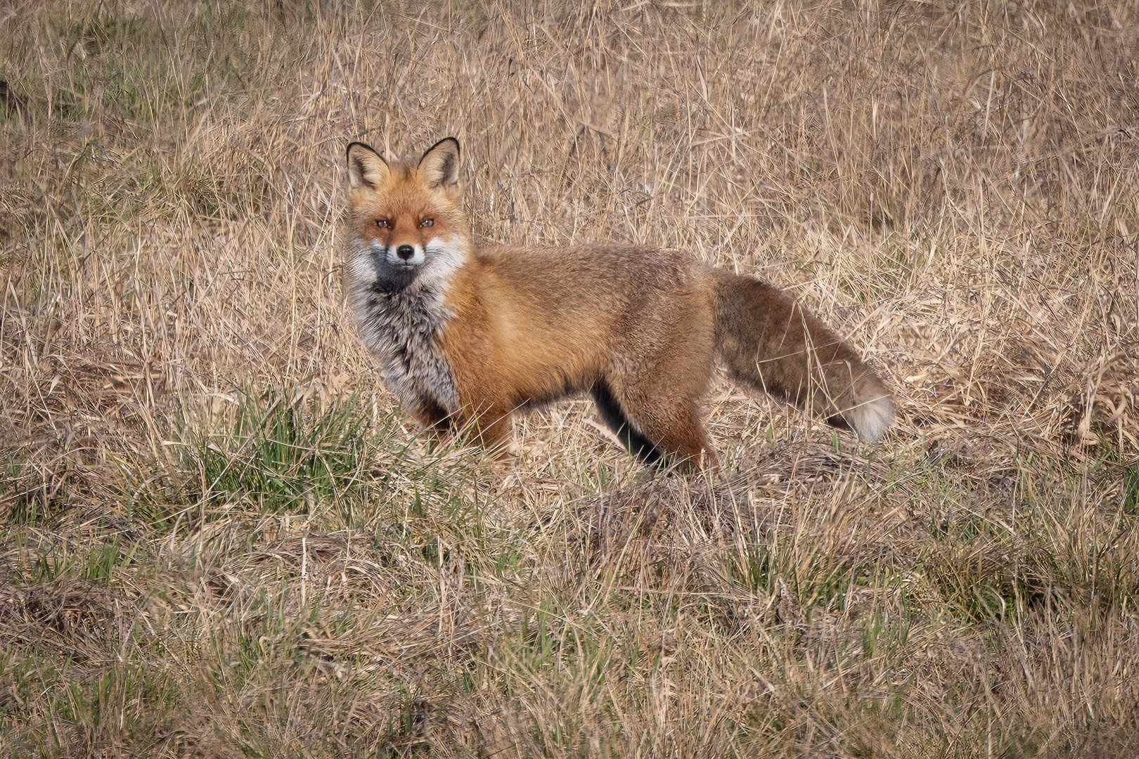 Rotfuchs Foto & Bild | deutschland, europe, brandenburg Bilder auf ...