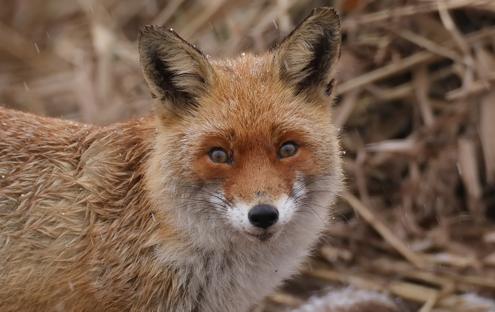 Rotfuchs Foto & Bild | tiere, wildlife, säugetiere Bilder auf fotocommunity
