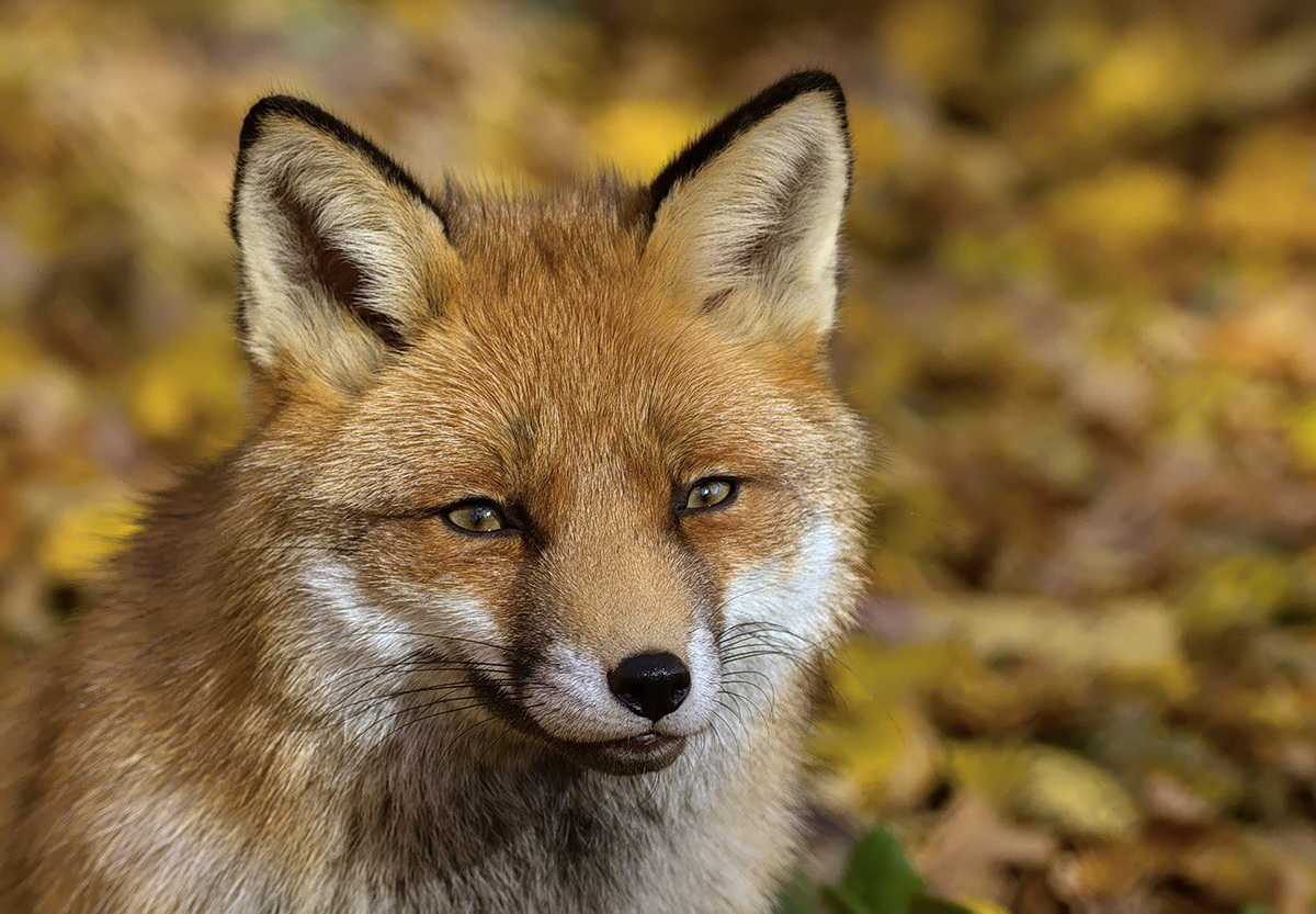 Rotfuchs Foto & Bild | jahreszeiten, herbst, manfred koenig Bilder auf ...