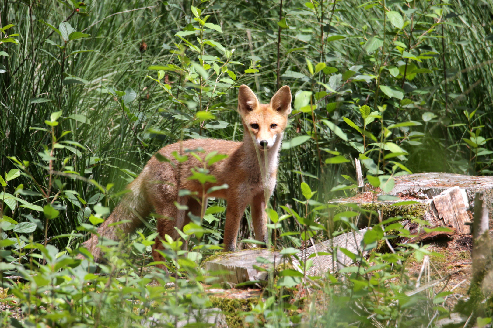 Rotfuchs Foto & Bild | wald, natur, pflanzen Bilder auf fotocommunity