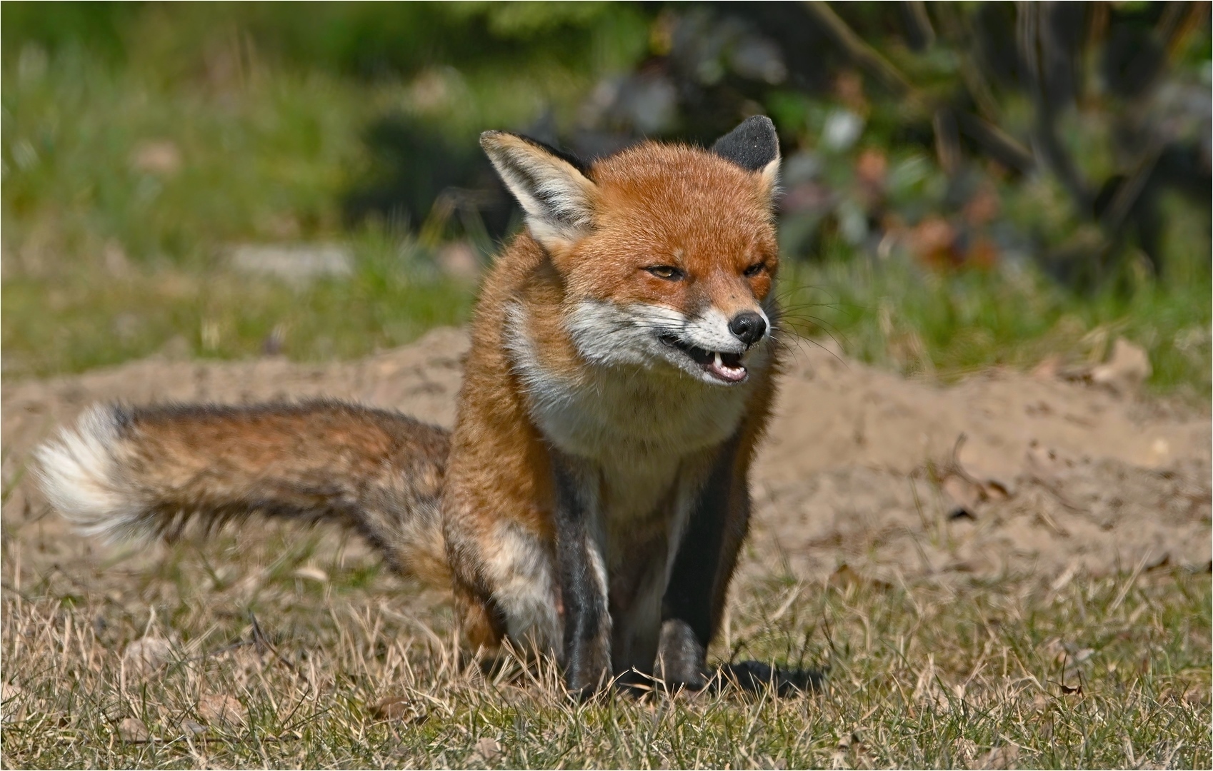Rotfuchs Foto & Bild | tiere, wildlife, säugetiere Bilder auf fotocommunity