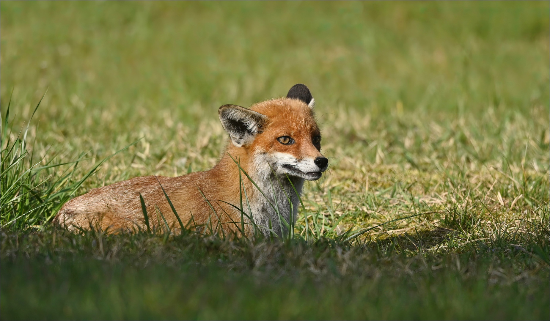 Rotfuchs Foto & Bild | tiere, wildlife, säugetiere Bilder auf fotocommunity