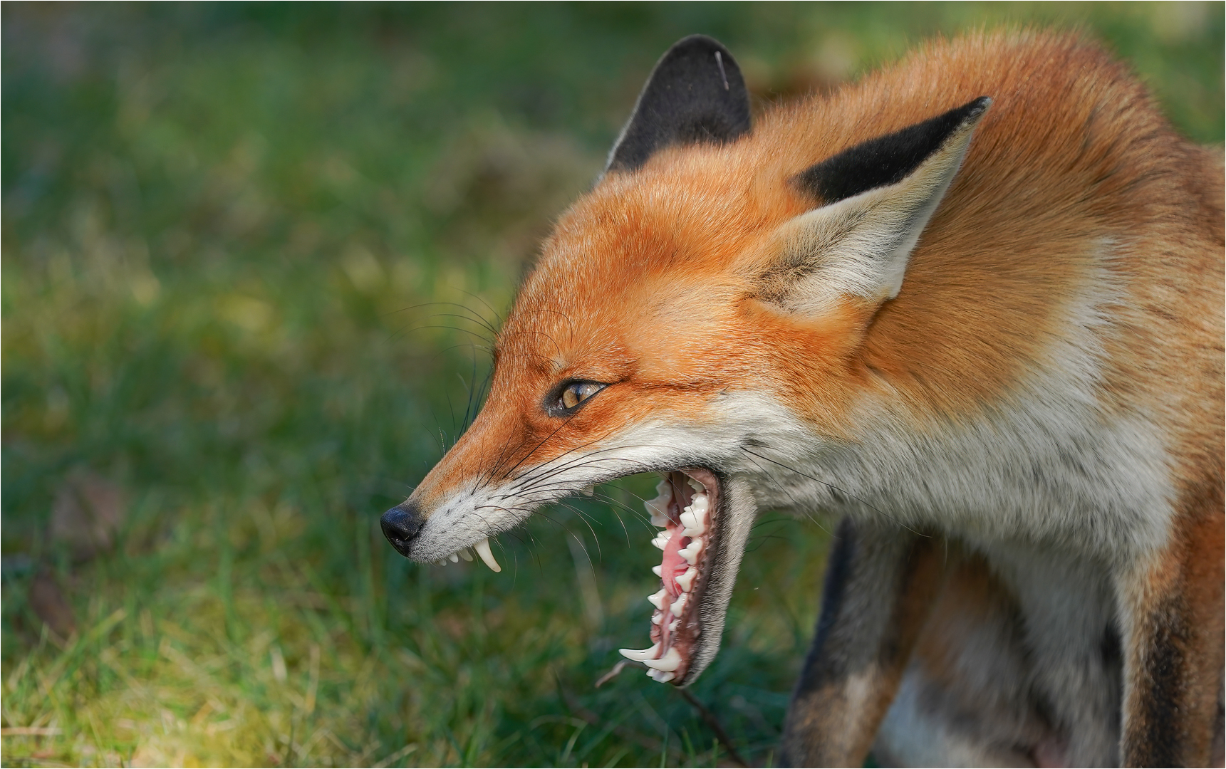 Rotfuchs Foto & Bild | natur, tier, tiere Bilder auf fotocommunity