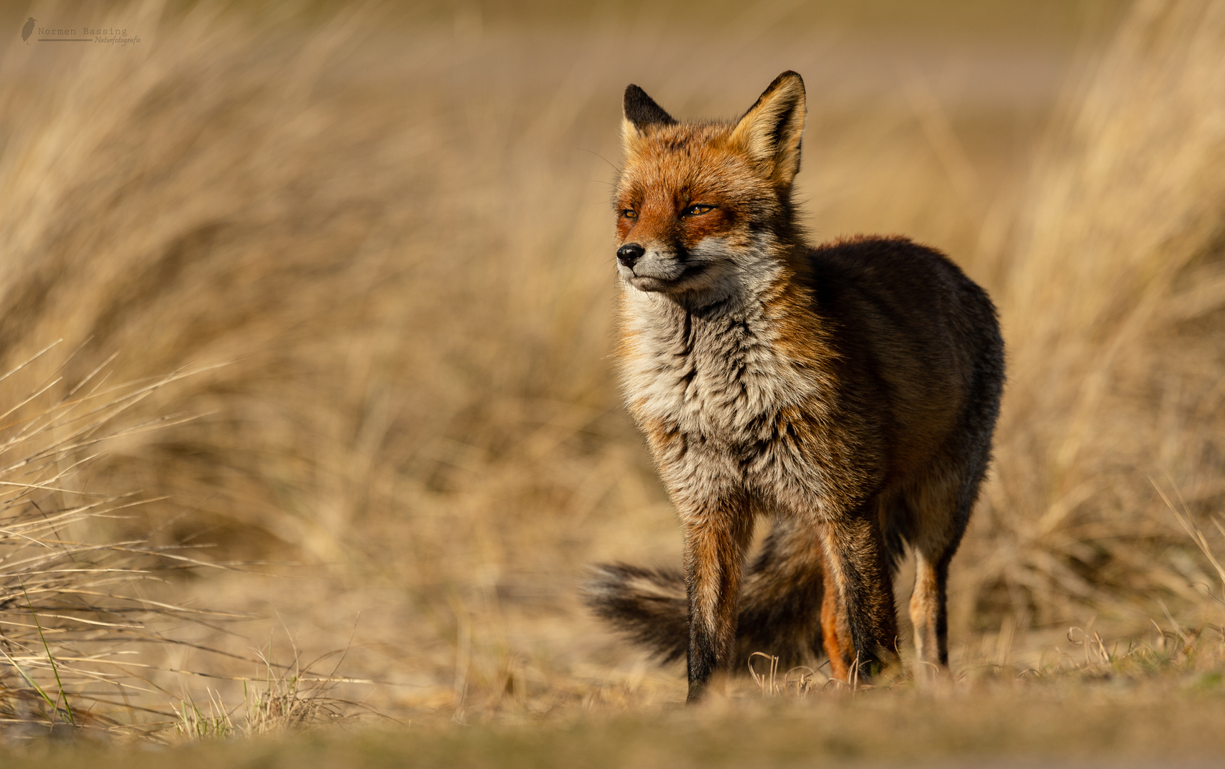 Rotfuchs Foto & Bild | tiere, wildlife, säugetiere Bilder auf fotocommunity