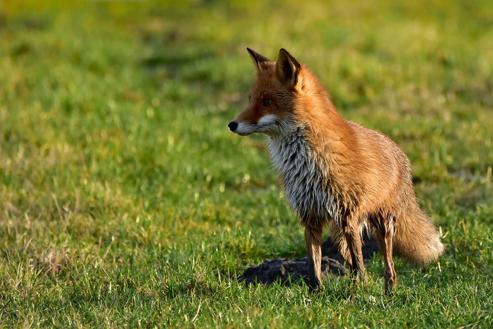 Rotfuchs Foto & Bild | tiere, wildlife, natur Bilder auf fotocommunity